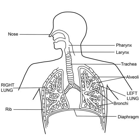 Respiratory System Diaphragm Function