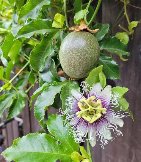 Edible Passionfruit Vine Passion Fruit Flower Passion Fruit Plant