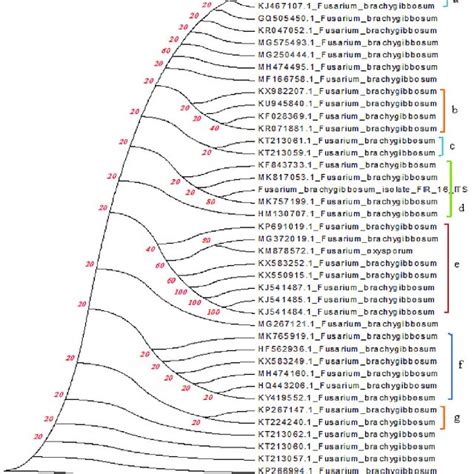 Maximum Parsimony Analysis Of Taxa The Evolutionary History Was
