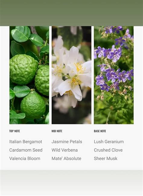 Scented Oils Diffusers And Air Fresheners Uae 25 75 Off Dubai Abu Dhabi