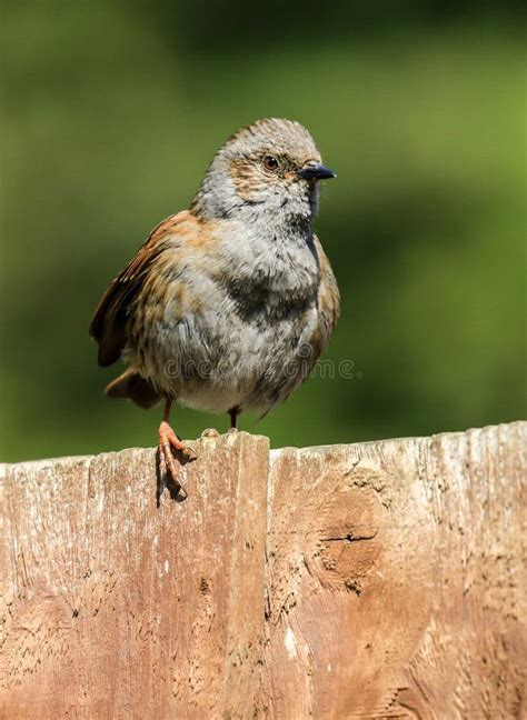 Male Dunnuck On Garden Fence Stock Image Image Of Domesticus Male