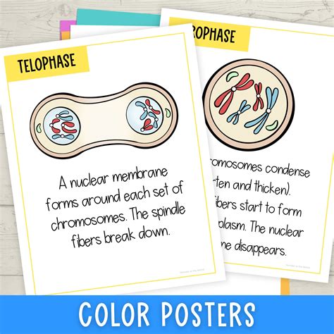 Mitosis Cell Division Foldable Cut And Paste Science Activity And