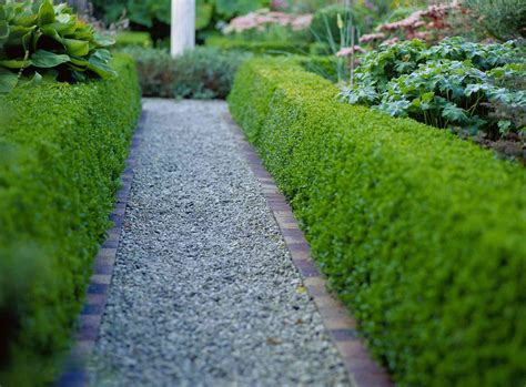 Types Of Tall Evergreen Hedges