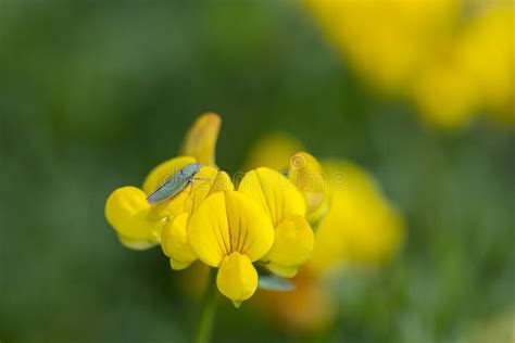 Tiny Green Leaf Hopper Bug On A Wild Yellow Pea Flower Stock Image