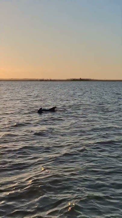 Dolphin Frenzy Amelia Island Fl Youtube