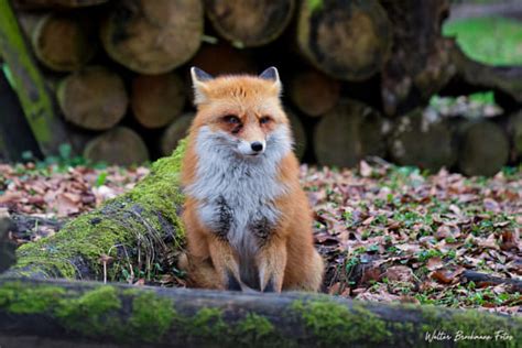 Alert Fox In Forest Radiating Wild Serenity Nature Photo By Walter