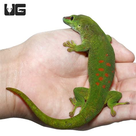 Crimson Giant Day Geckos Phelsuma Grandis For Sale Underground Reptiles