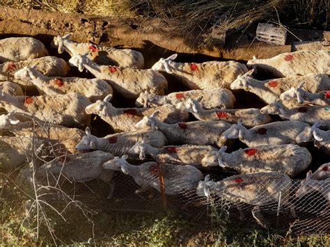 Greece Weighs Lockdown Measures Amid Rising Sheep Pox Cases