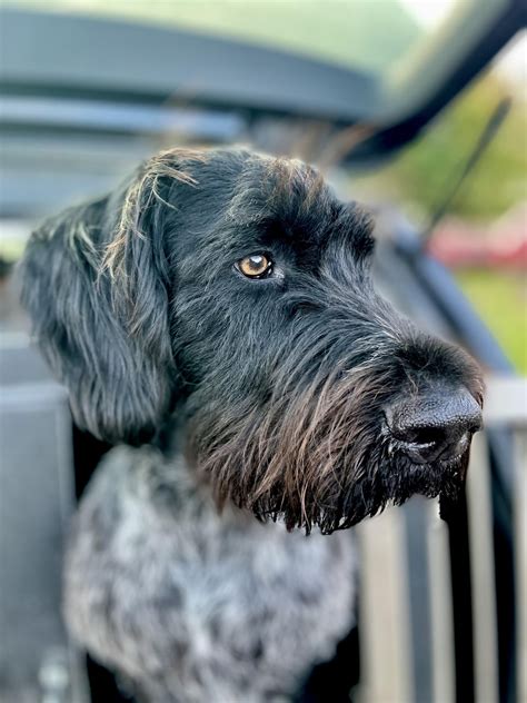 Hand Stripping R Wirehaired Pointers