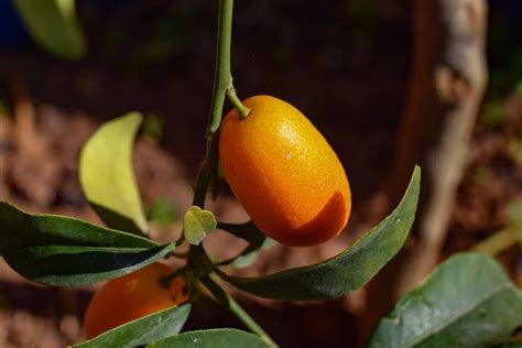 Top 999 Kumquat Wallpaper Full Hd 4k Free To Use