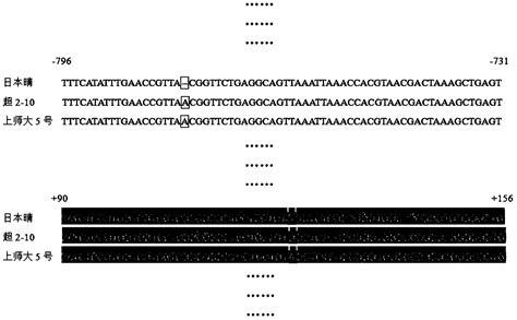A Gene Sequence And Its Application Eureka Patsnap