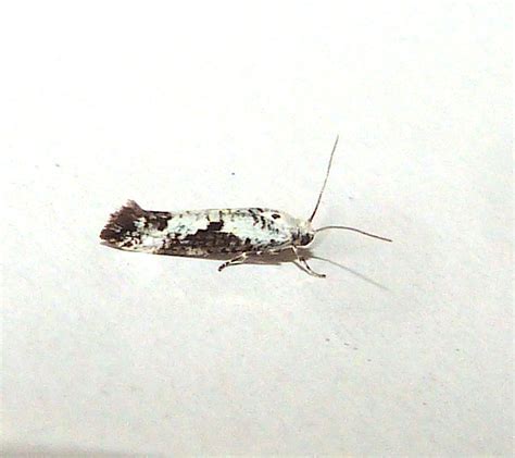 Ash Bud Moth Naturespot