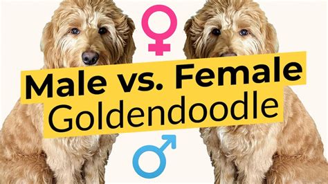 Male Vs Female Goldendoodle Differences Explained 🐶🦴🐶 Youtube