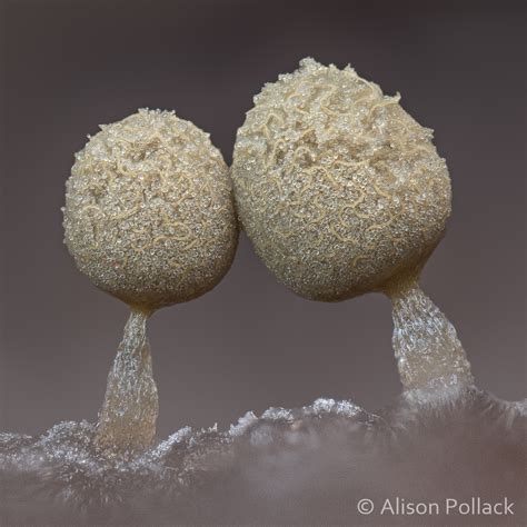 Golden Apple Slime Mold From Marin County Ca Usa On October 30 2021