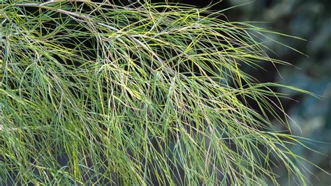Bamboo Muhly Grass Adds Texture Motion To Landscapes