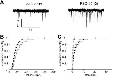 Postsynaptic Density 95 Mimics And Occludes Hippocampal Long Term
