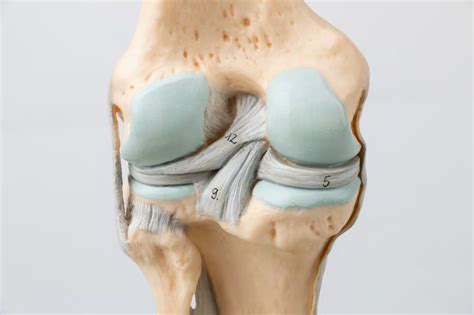 Diagram Of Knee Joint Posterior View Quizlet