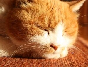 Orange Tabby Cat Free Image Peakpx
