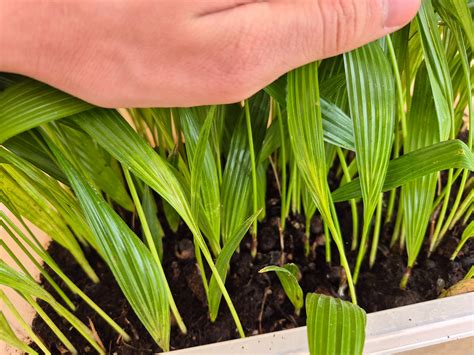 Livistona Chinensis Seedlings For Sale