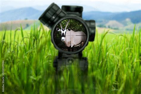 Bolt Action Sniper Rifle Hunting Aiming On Deer Hunting Image Of A