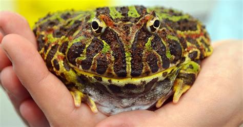 Ornate Horned Frog Care