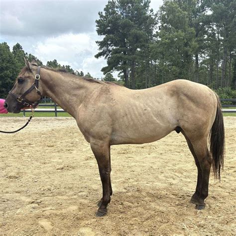 Registered Grulla Gelding