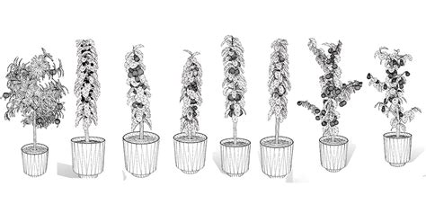 Columnar Fruit Trees Superhive Formerly Blender Market