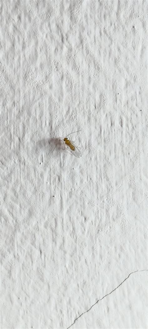 Very Small Fly Like R Whatsthisbug