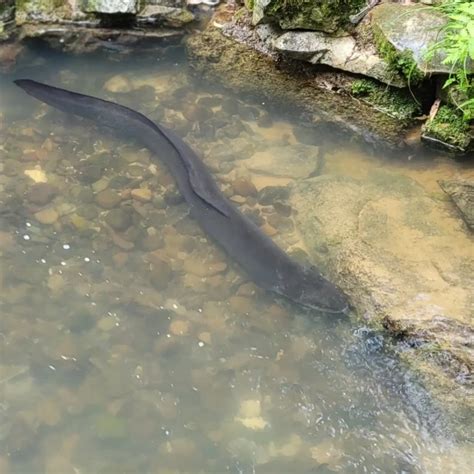New Zealand Longfin Eel Facts Diet Habitat And Pictures On Animaliabio