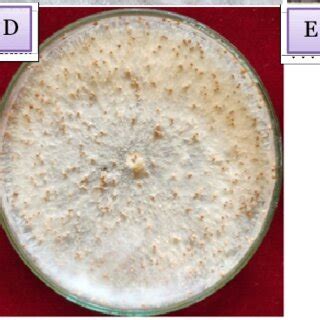 Pathogenecity And Morphological Characteristics Of Sclerotium Rolfsii