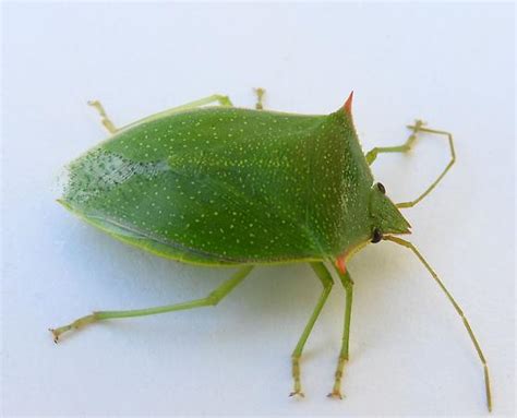 Florida True Bug For Id Loxa Bugguide Net