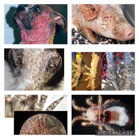 Mite Identification 1 Diagram Quizlet
