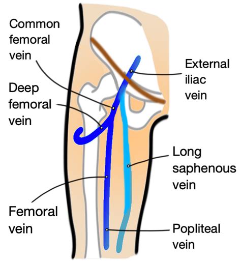 Femoral Vein