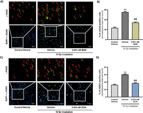 Figure 4 From The Proteoglycans Biglycan And Decorin Protect Cardiac Cells Against Irradiation
