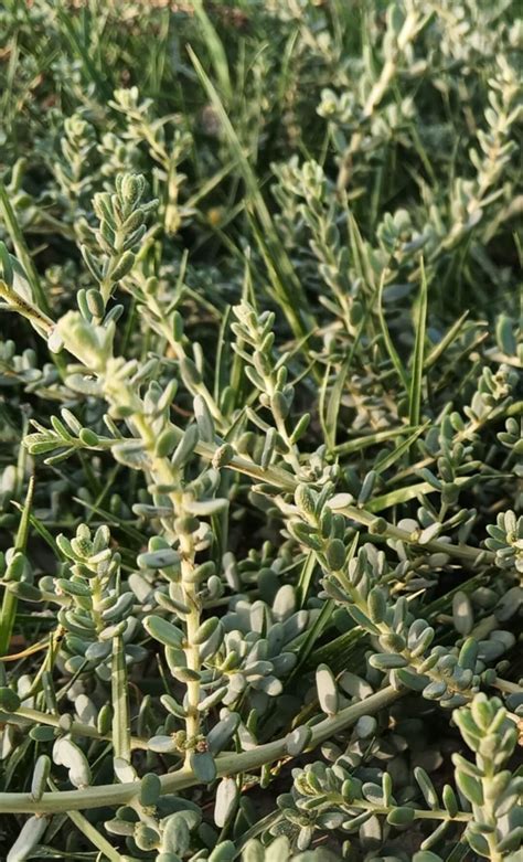 Suaeda Fruticosa Amaranthaceae By Deepak Meena Plants Of Rajasthan