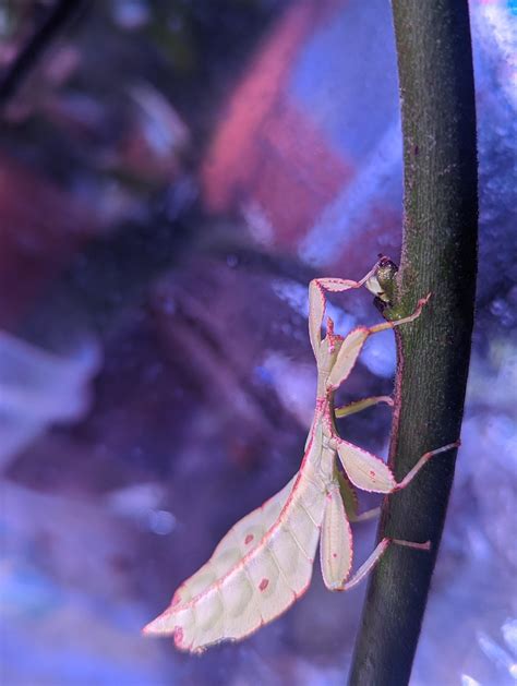 No Id Needed Sharing My Pulchriphyllium Giganteum Rwhatsthisbug
