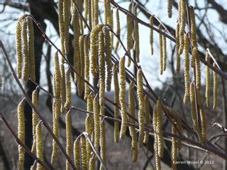 Corylus Americana American Hazelnut Fact Sheet