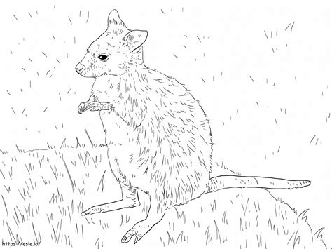 Ualabí De Parma Para Colorear