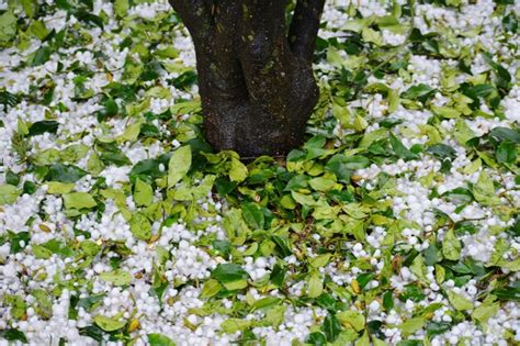 Full Frame Shot Of Flowering Plants Growing On Tree Trunk Premium Photo