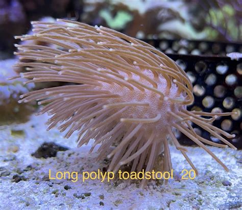 New York Live Goods Long Polyp Toadstool In Ny Reef2reef