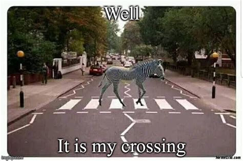 Zebra Crossing Imgflip
