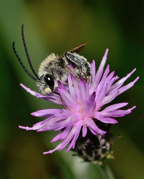 Eucera Cinnamomea Alchetron The Free Social Encyclopedia