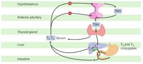 Hashimoto Thyroiditis Clinical Concise Medical Knowledge