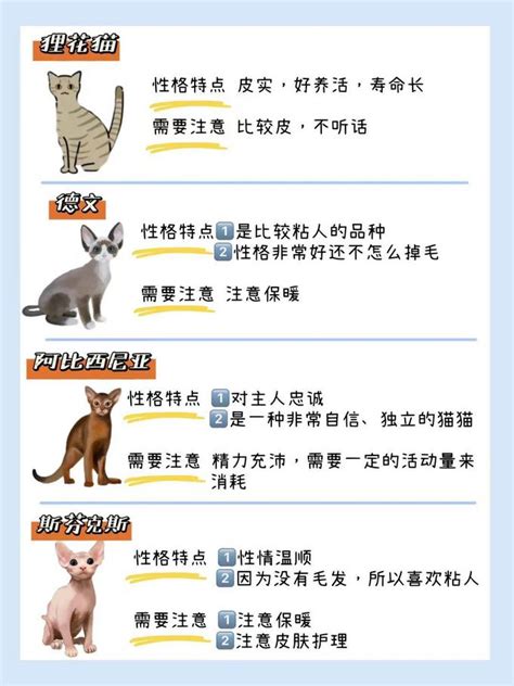 新手养猫推荐 品种、性格 什么值得买