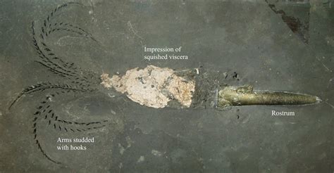 Ammonoid Sutures Archives Geological Digressions