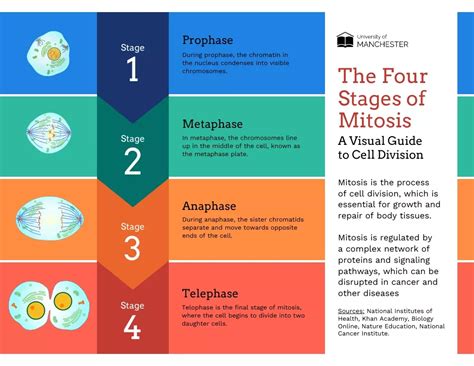 Four Stages Of Mitosis Cell Division Infographic Template Venngage