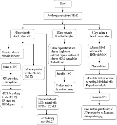 Cell Flow Chart Pe