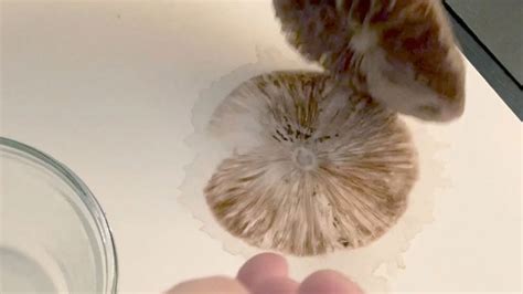 Mushroom Releasing Spores