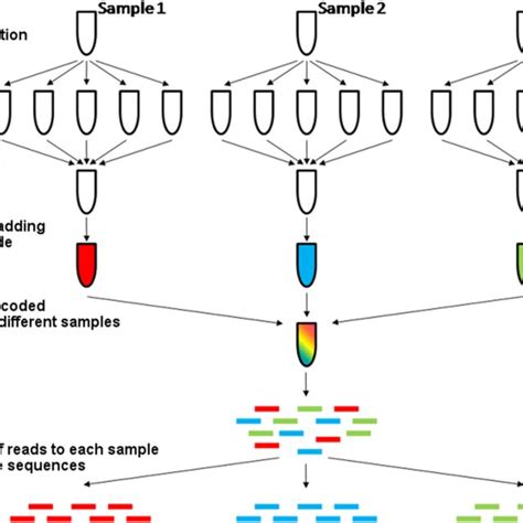 Overview Of The Assay Schematic Representation Of The Amplification Download Scientific