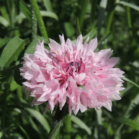 Centaurea Pinkie